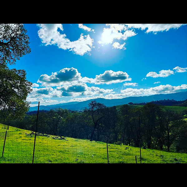 会員制ワインクラブ THE STELLA / 2016 MTGA Bennett Valley Pinot Noir