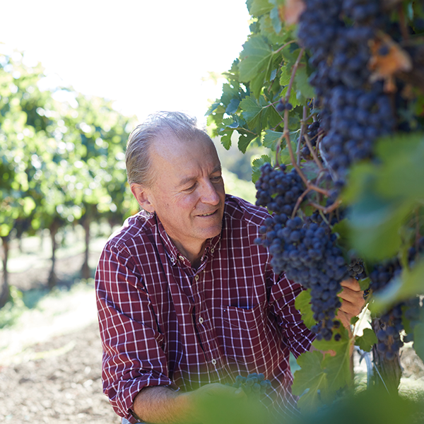 会員制ワインクラブ THE STELLA / 2018 Singing Tree Chardonnay Russian River Valley
