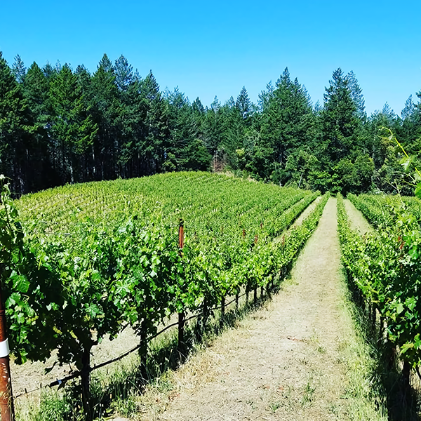 会員制ワインクラブ THE STELLA / 2010 Alden Perry Reserve