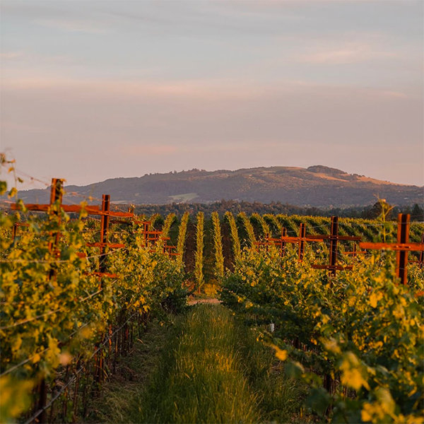 会員制ワインクラブ THE STELLA / 2021 Stringer Bien Nacido Syrah